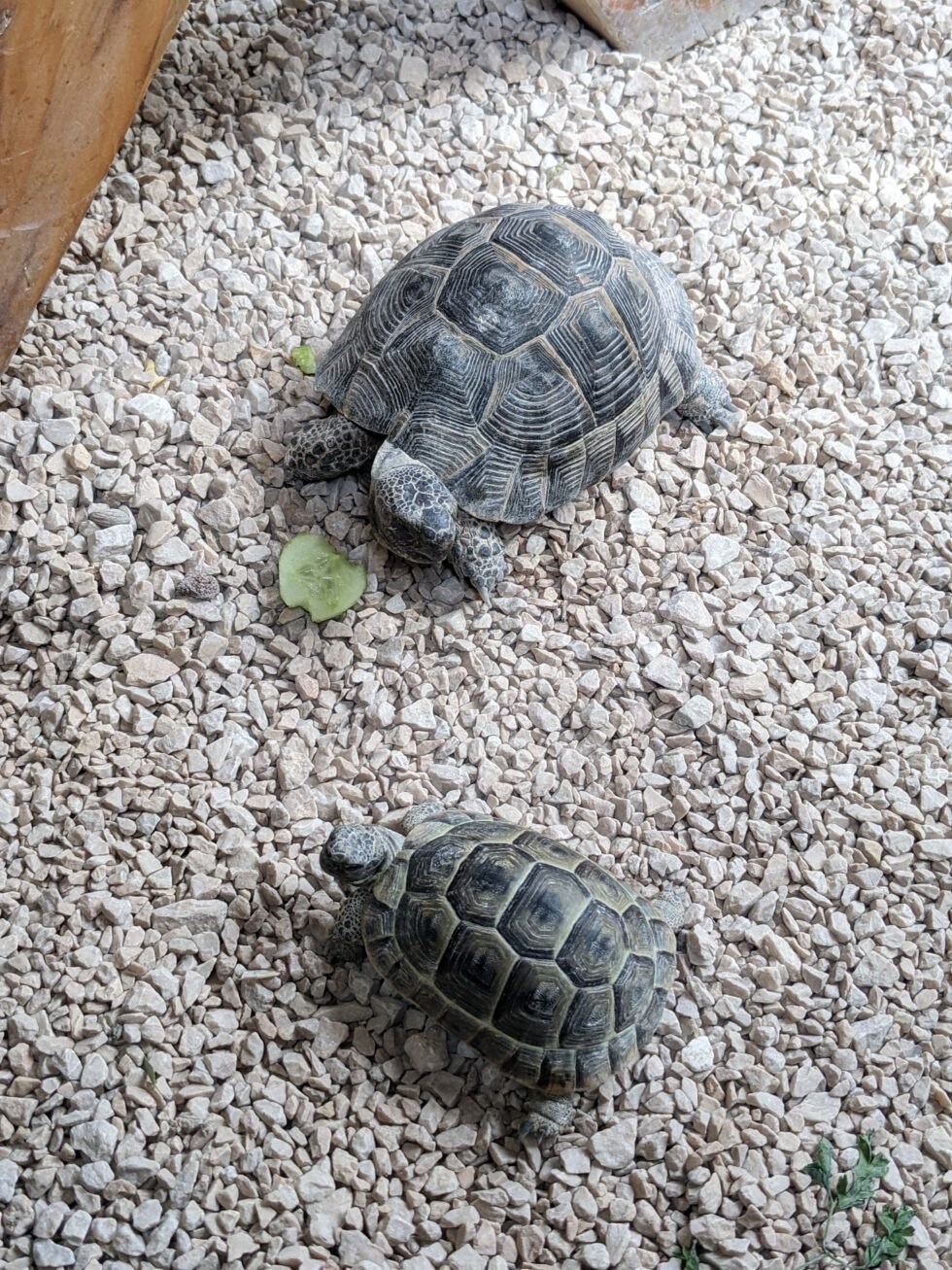 The Ultimate Guide to the Full Turkish Breakfast (plus the best places ...